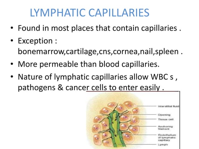 Lymph definition ,formation and factors affecting lymph flow including ...