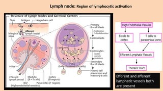 Lymph. LYMPHATIC CIRCULATION, LYMPH NODE, | PPTX