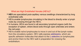 Lymph. LYMPHATIC CIRCULATION, LYMPH NODE, | PPTX
