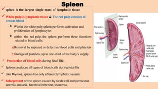 Lymph. LYMPHATIC CIRCULATION, LYMPH NODE, | PPTX