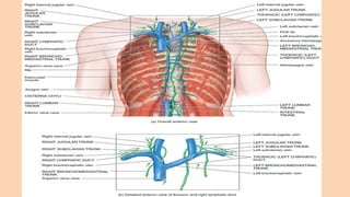 Lymph. LYMPHATIC CIRCULATION, LYMPH NODE, | PPTX
