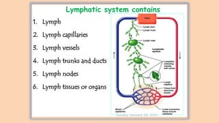 Lymph. LYMPHATIC CIRCULATION, LYMPH NODE, | PPTX