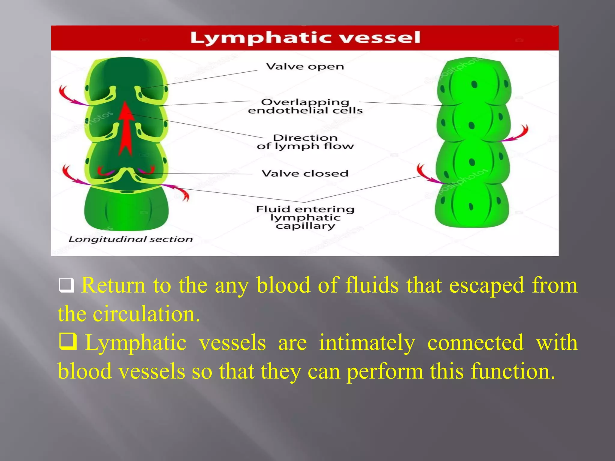 Lymph composition | PDF