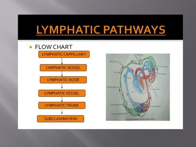 Lymph composition | PDF | Biological Sciences | Science