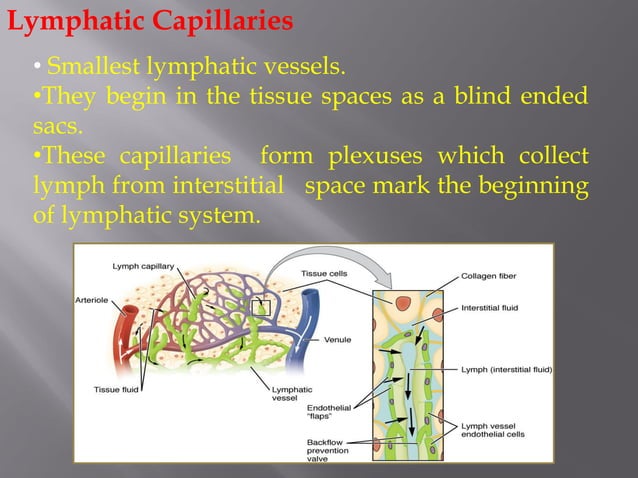 Lymph composition | PDF | Biological Sciences | Science