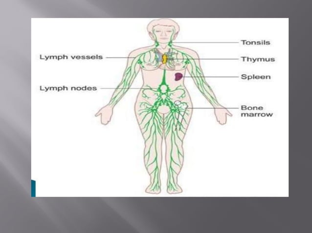 Lymph composition | PDF | Biological Sciences | Science