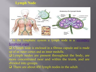 Lymph composition | PDF