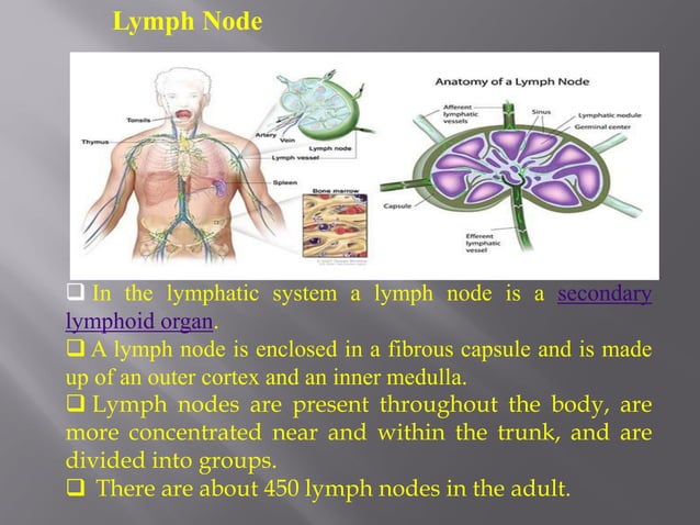 Lymph composition | PDF | Biological Sciences | Science
