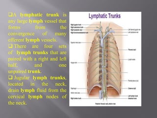 Lymph composition | PDF