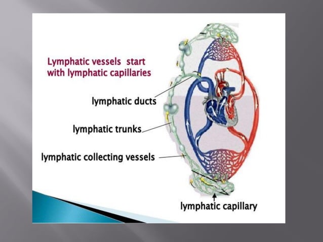 Lymph composition | PDF | Biological Sciences | Science
