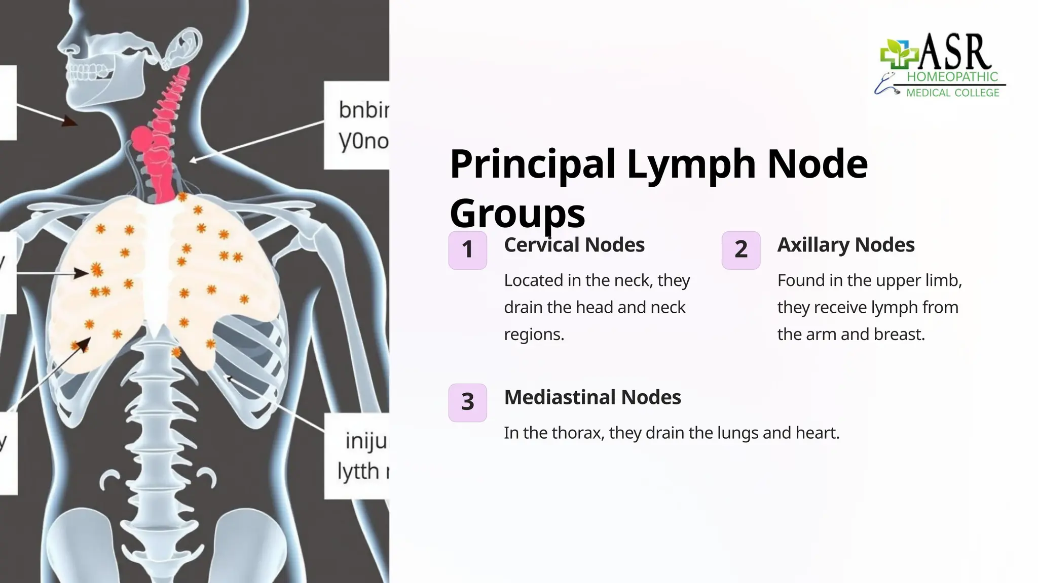 LYMPH NODES AND DRAINAGE OF LYMPH -AN OVERVIEW | PPT