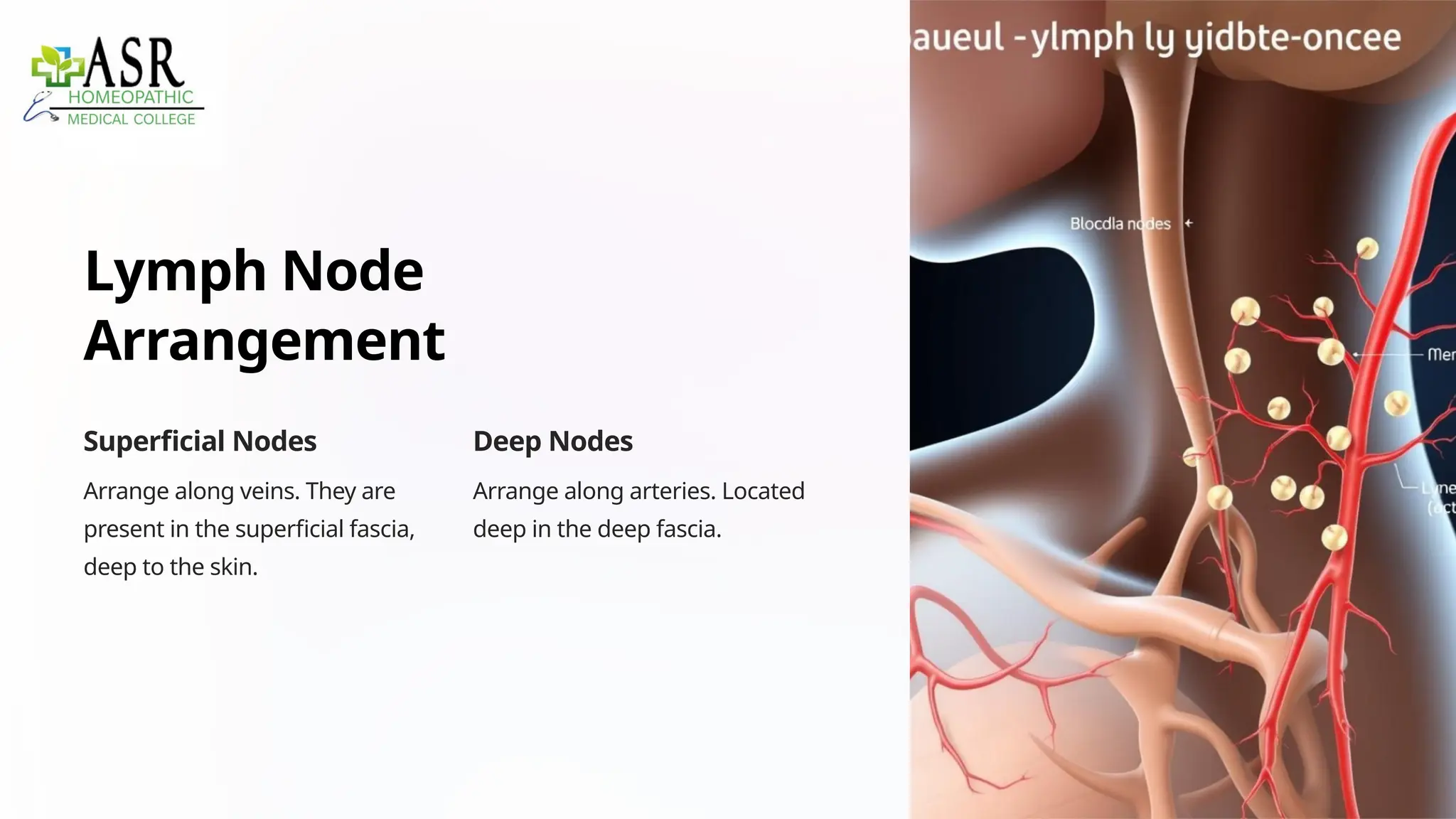 LYMPH NODES AND DRAINAGE OF LYMPH -AN OVERVIEW | PPT