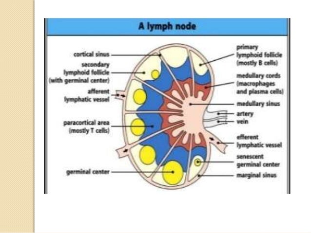 Lymphadenopathy approach