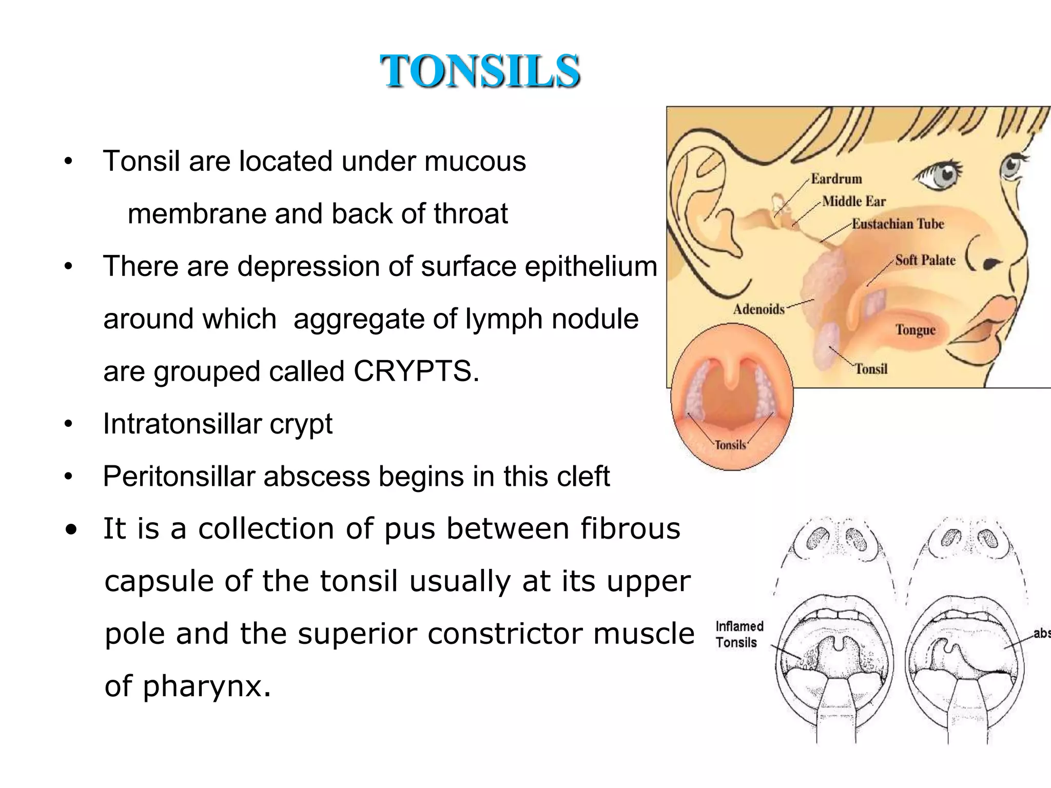 Lymph and lymphatic system | PPTX