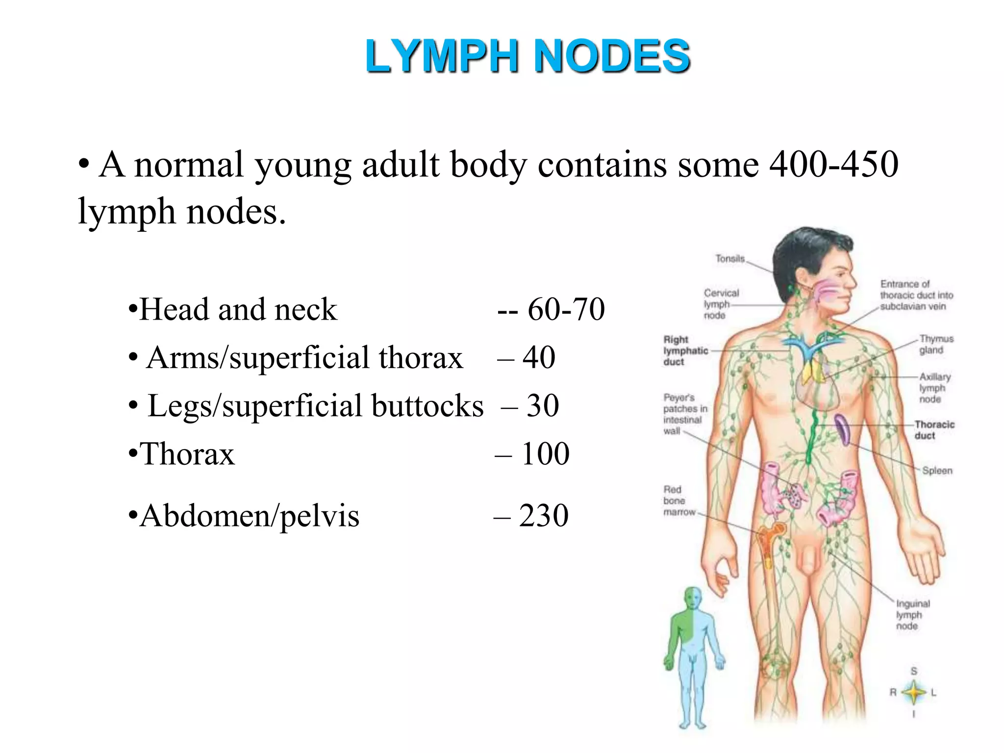 Lymph and lymphatic system | PPTX