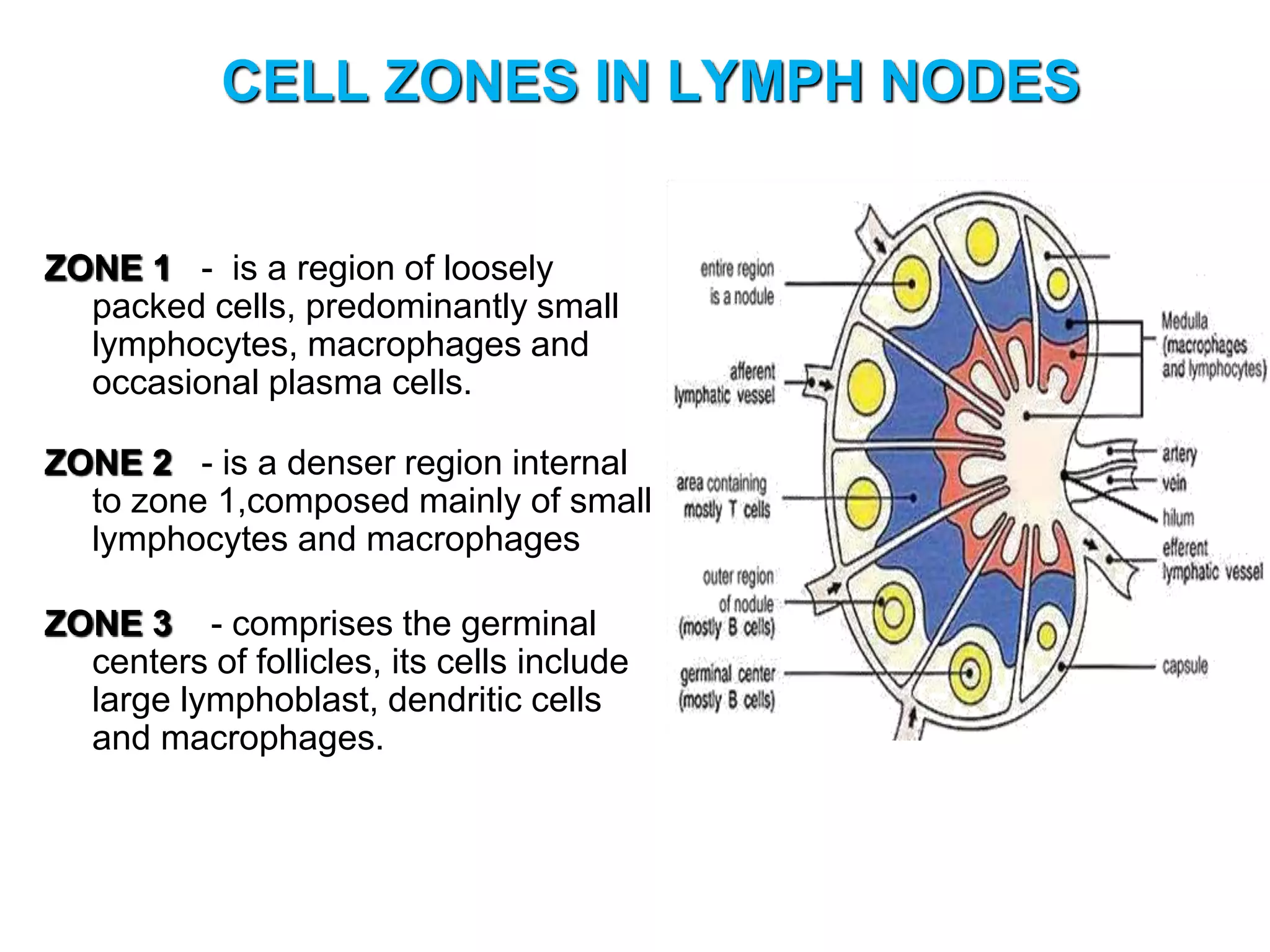 Lymph and lymphatic system | PPTX