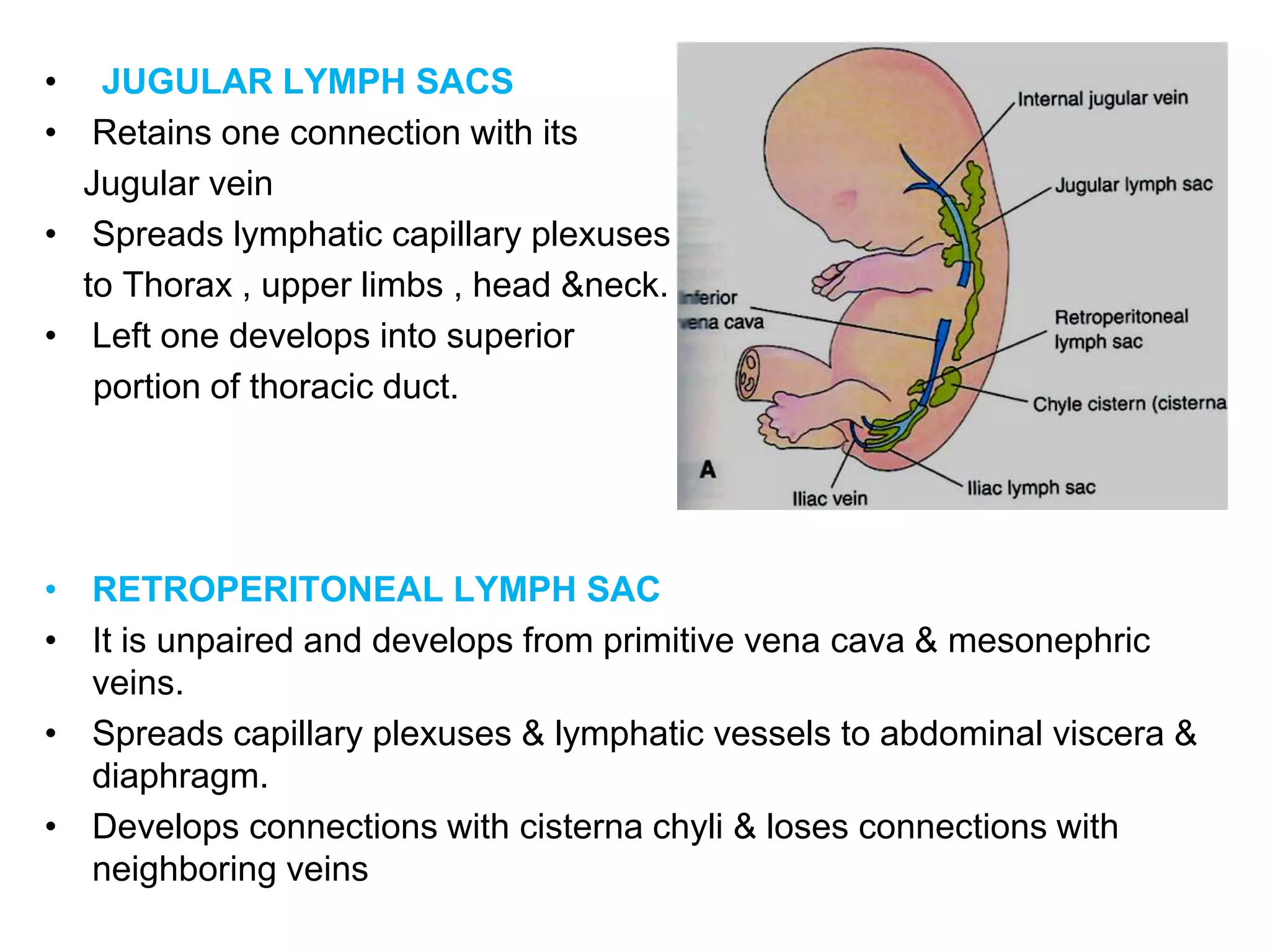 Lymph and lymphatic system | PPTX