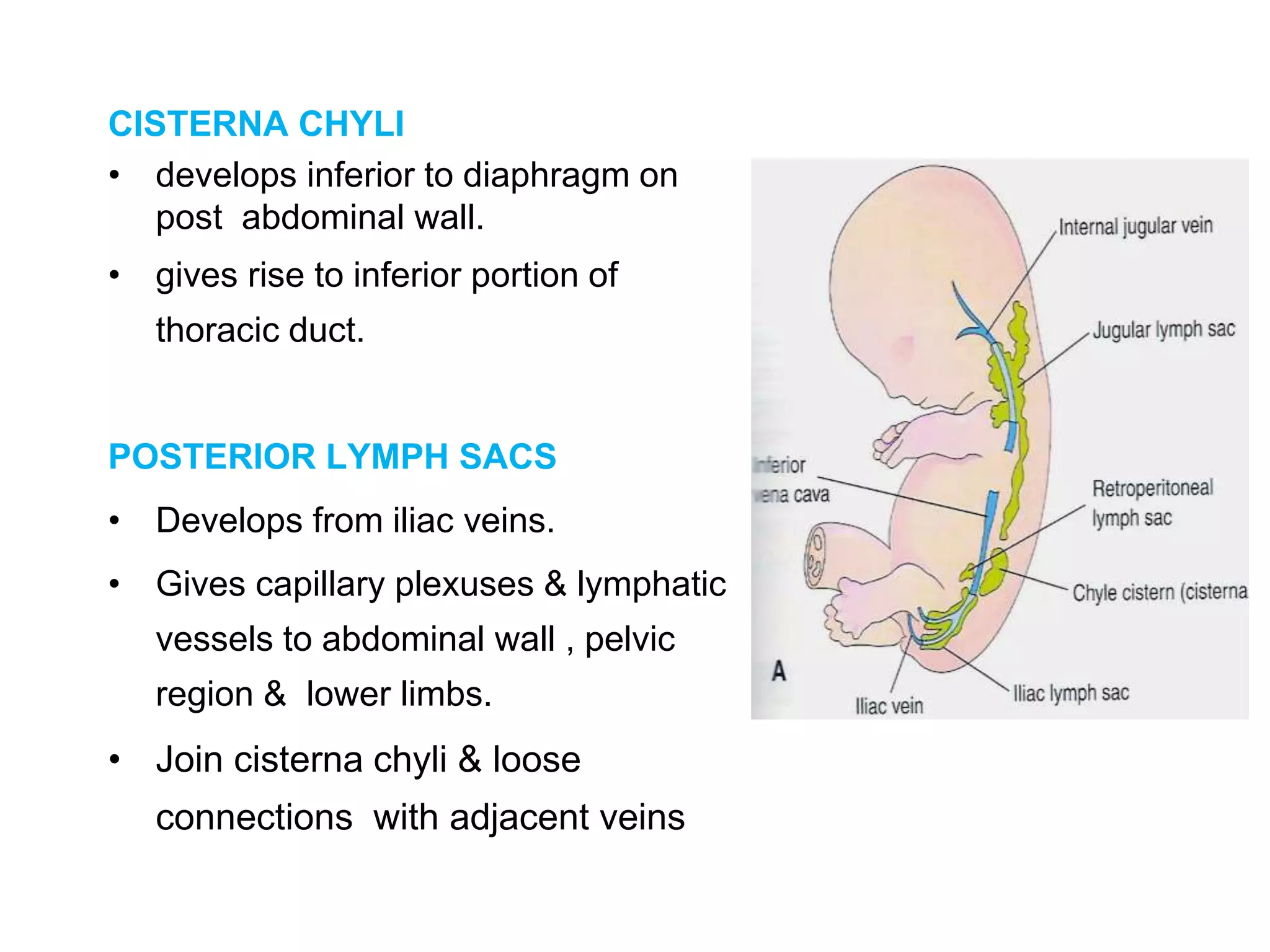 Lymph and lymphatic system | PPTX