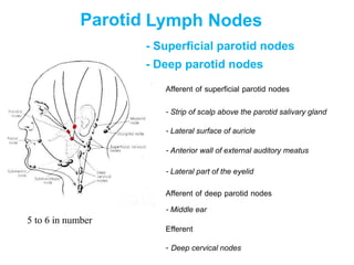 Lymph and lymphatic system | PPT