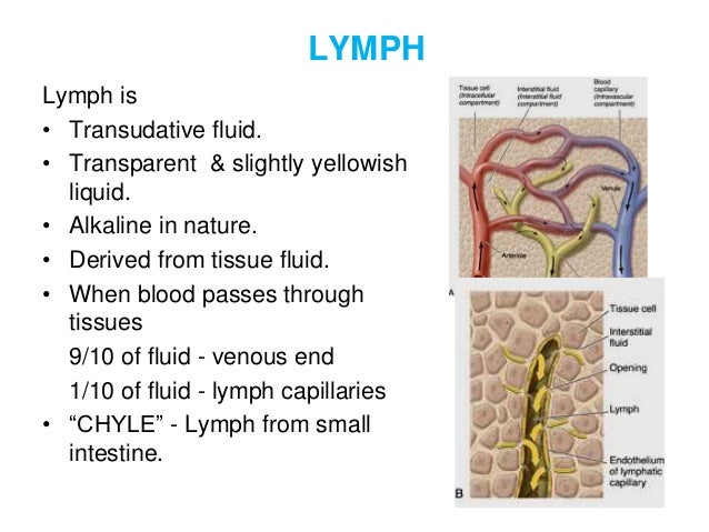Lymph and lymphatic system