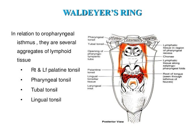 Waldeyers Ring Diagram