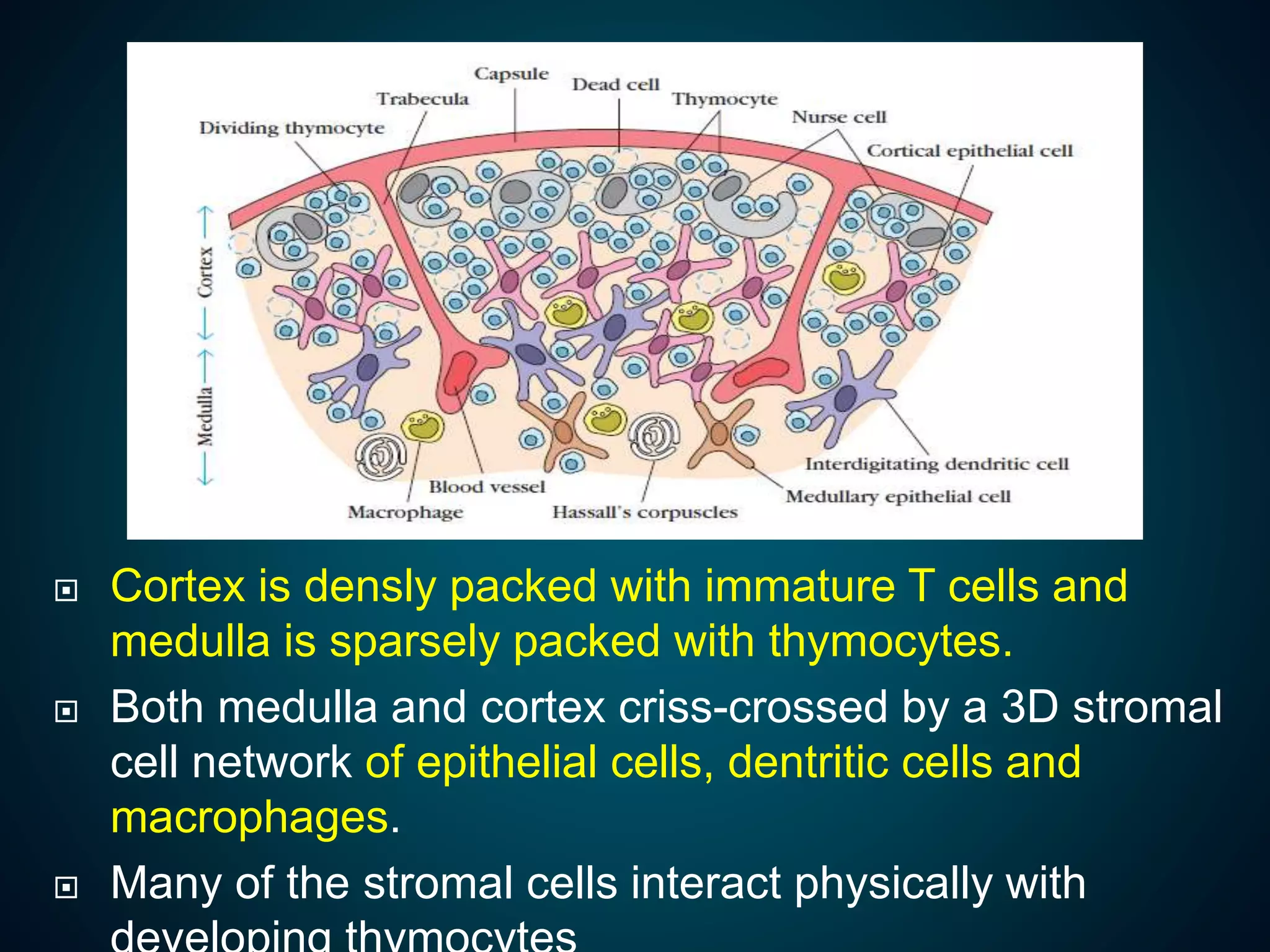 Lymph and lymphatic system | PPTX