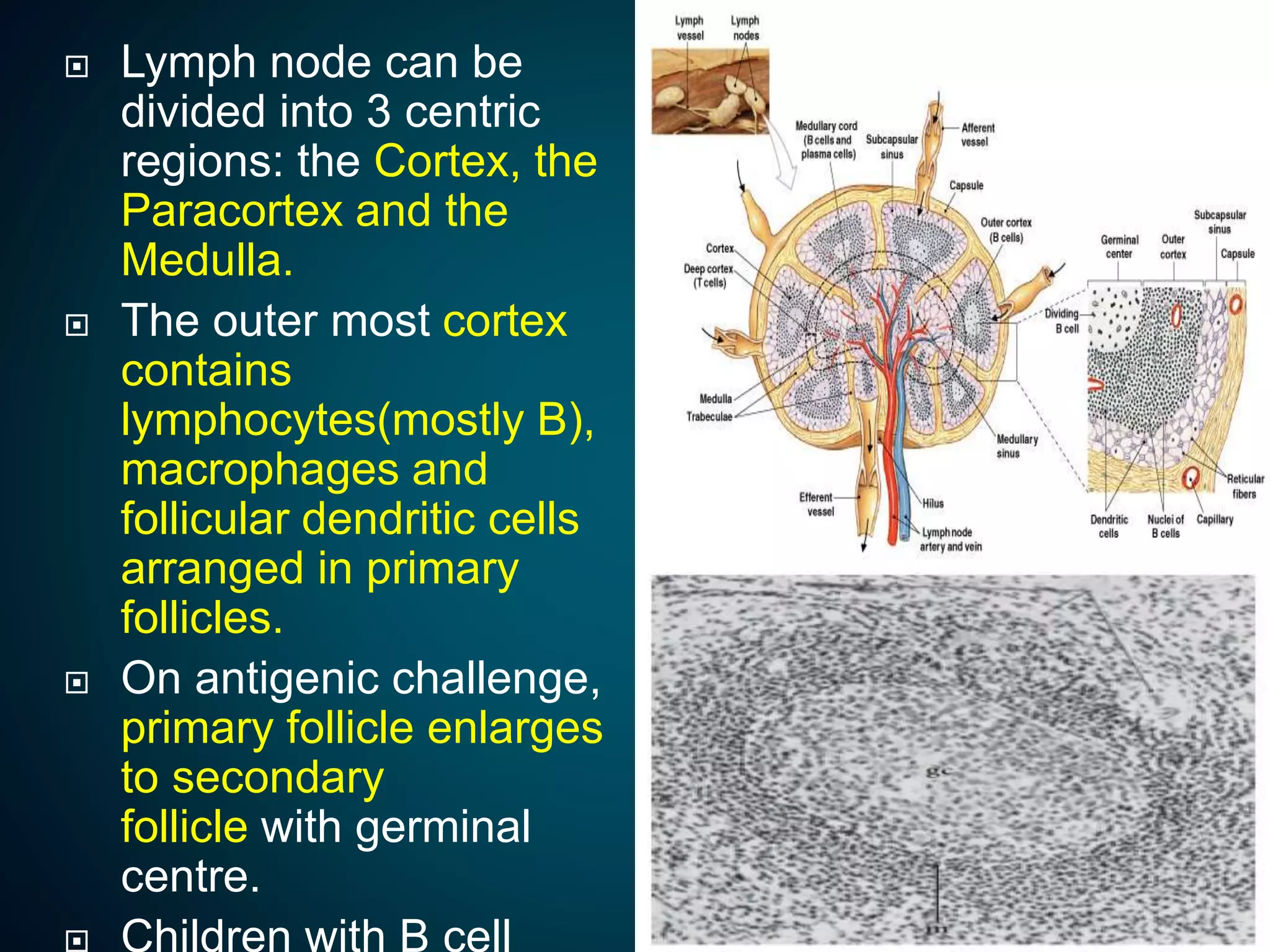 Lymph and lymphatic system | PPTX