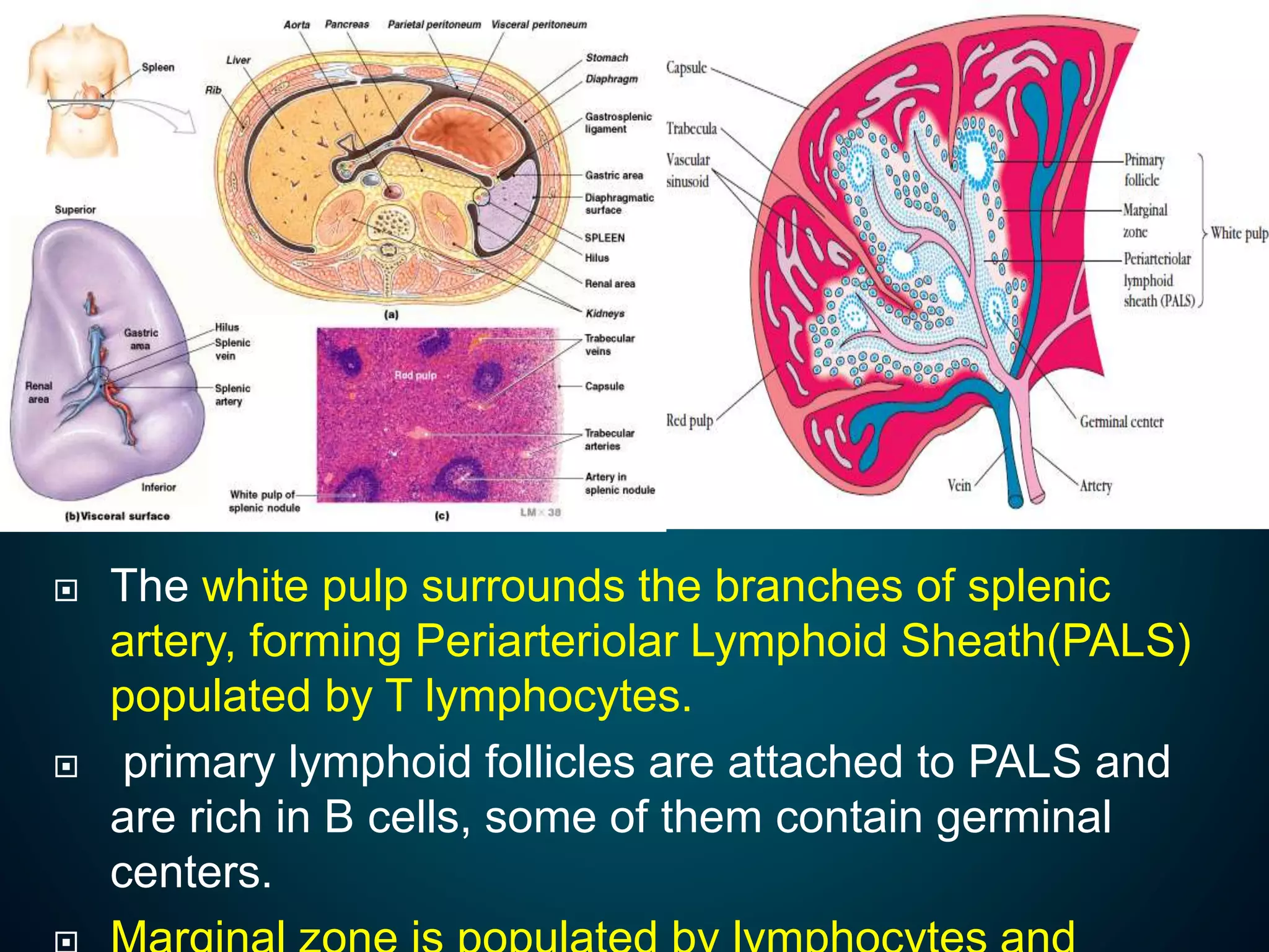 Lymph and lymphatic system | PPTX