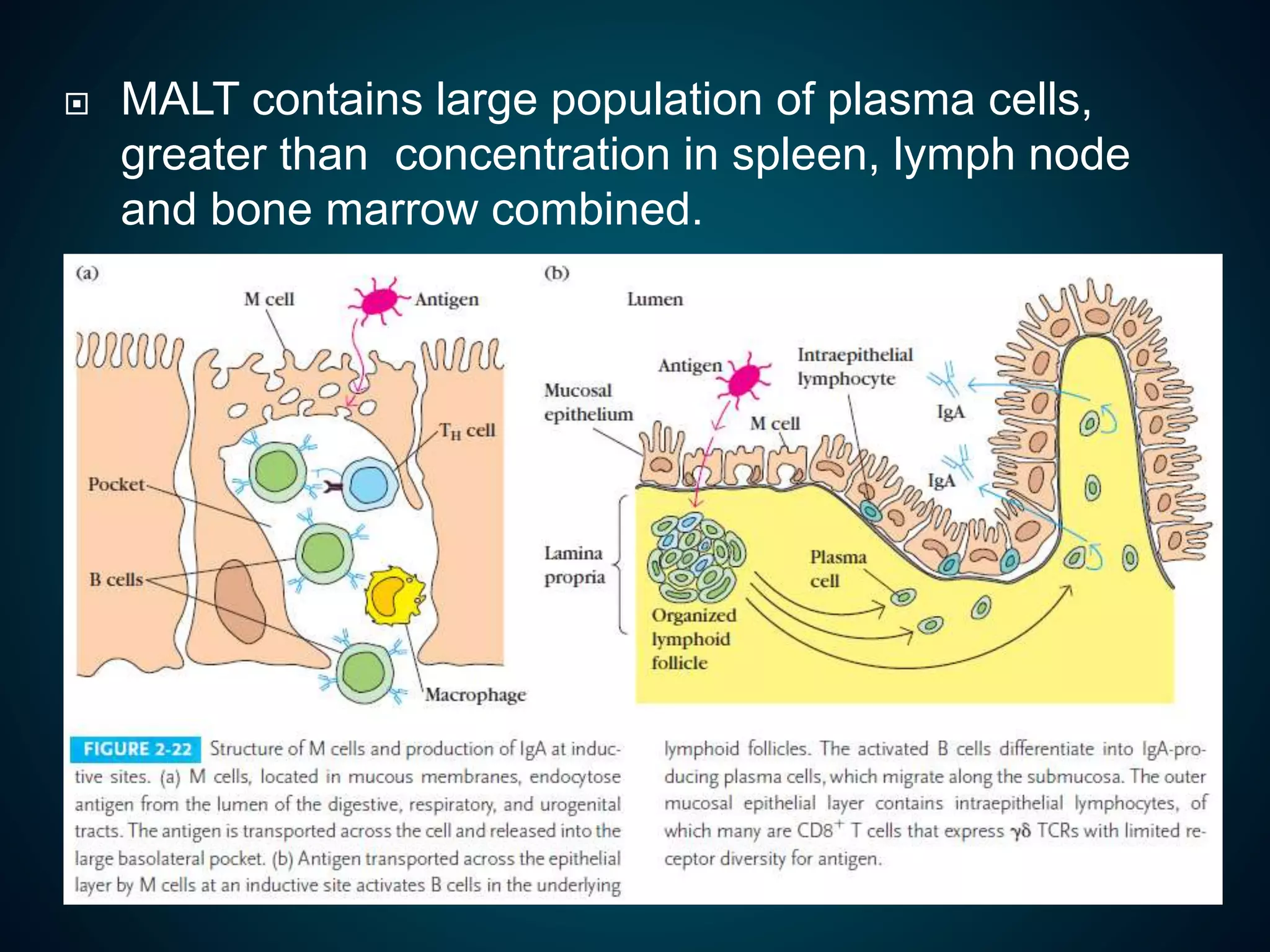 Lymph and lymphatic system | PPTX