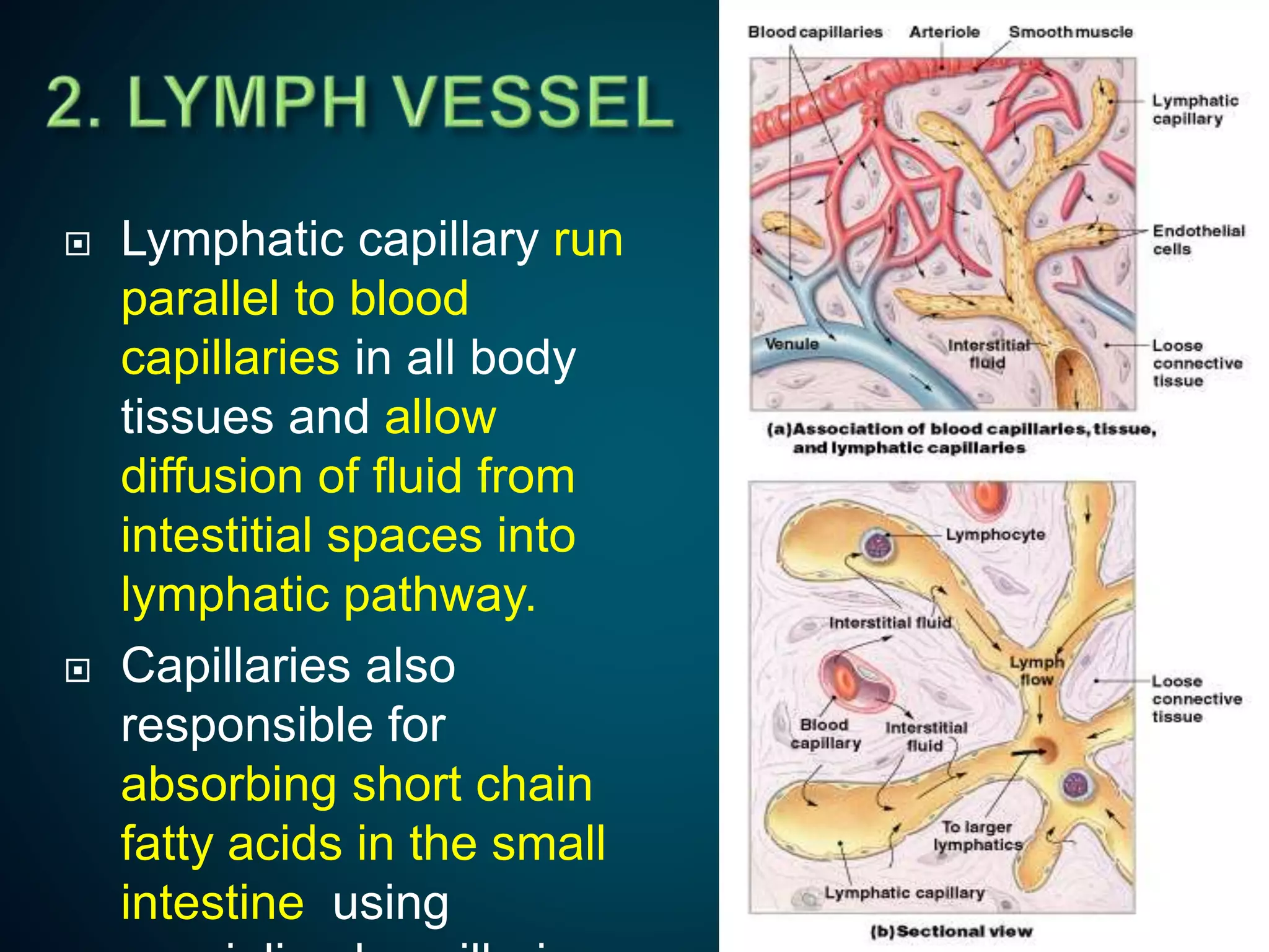 Lymph and lymphatic system | PPTX