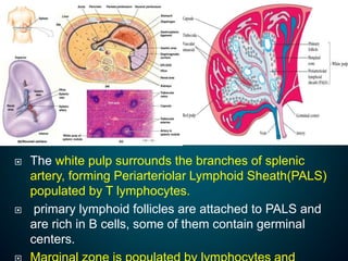 Lymph and lymphatic system | PPTX