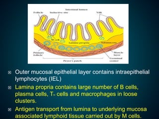 Lymph and lymphatic system | PPTX
