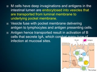 Lymph and lymphatic system | PPTX