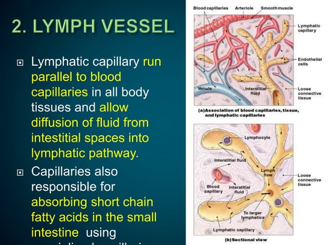 Lymph and lymphatic system | PPTX | Biological Sciences | Science
