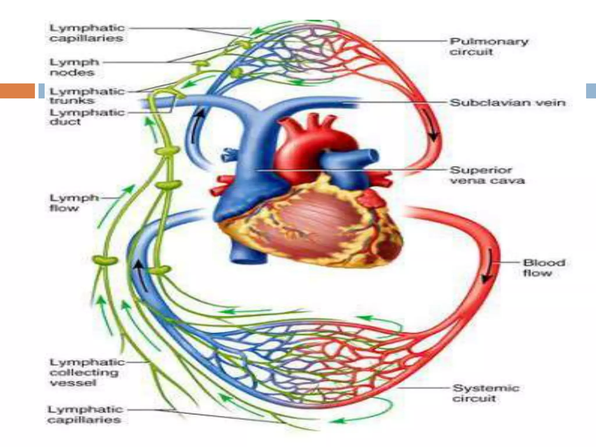 Lymphatic system | PPTX