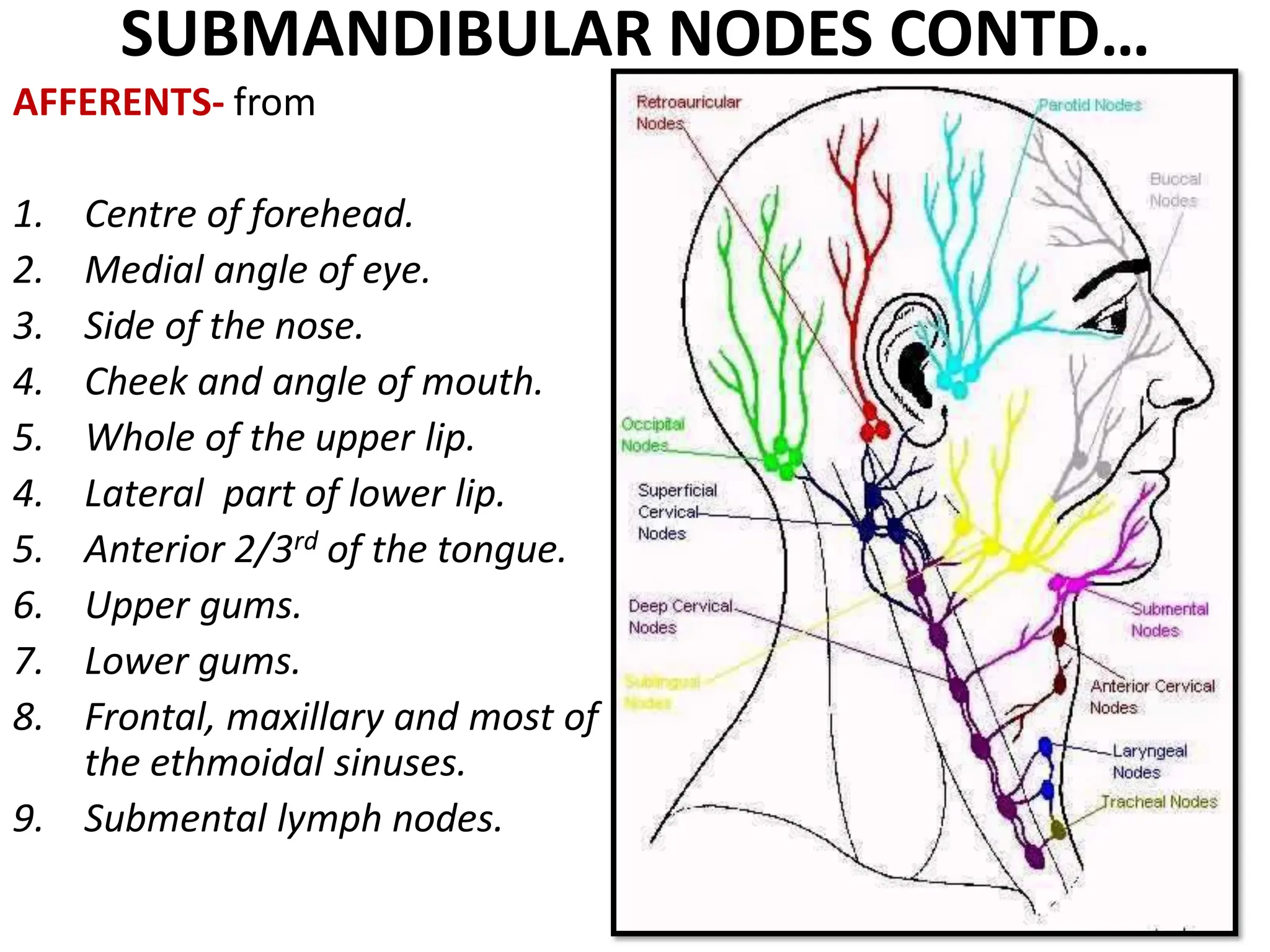 LYMPHATIC -DRAINAGE- OF -HEAD- NECK.pdf. | PDF | Thyroid Disorders ...