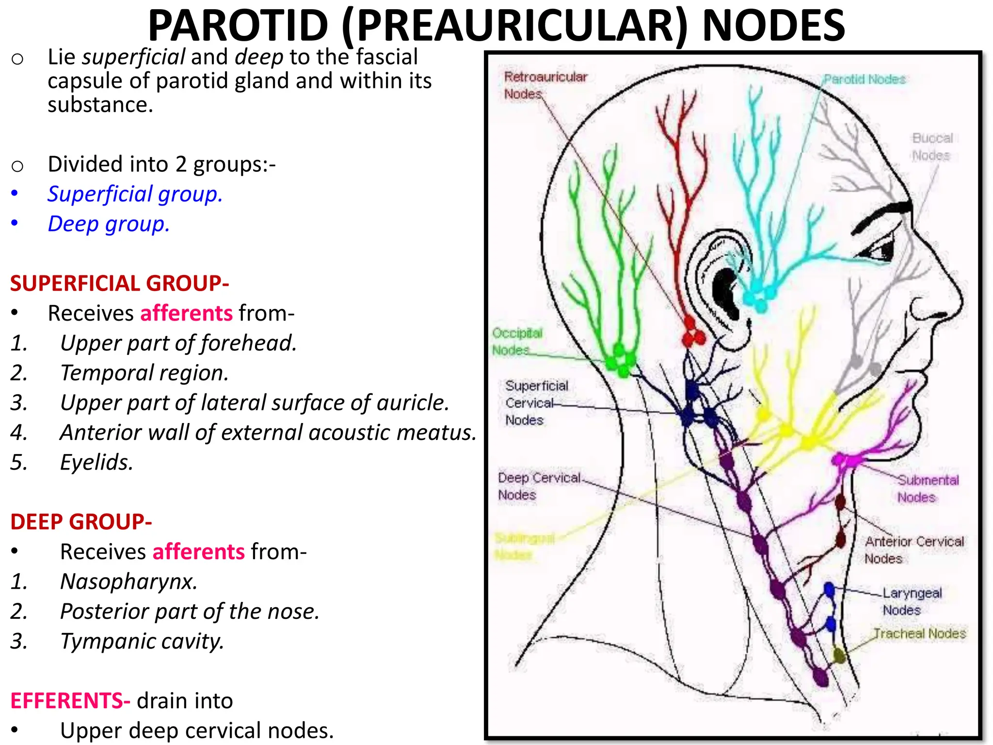 LYMPHATIC -DRAINAGE- OF -HEAD- NECK.pdf. | PDF | Thyroid Disorders ...