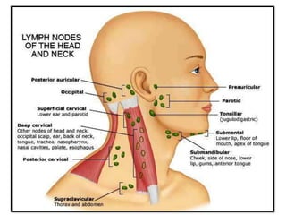 LYMPHATIC -DRAINAGE- OF -HEAD- NECK.pdf. | PDF