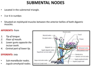 LYMPHATIC -DRAINAGE- OF -HEAD- NECK.pdf. | PDF | Thyroid Disorders ...