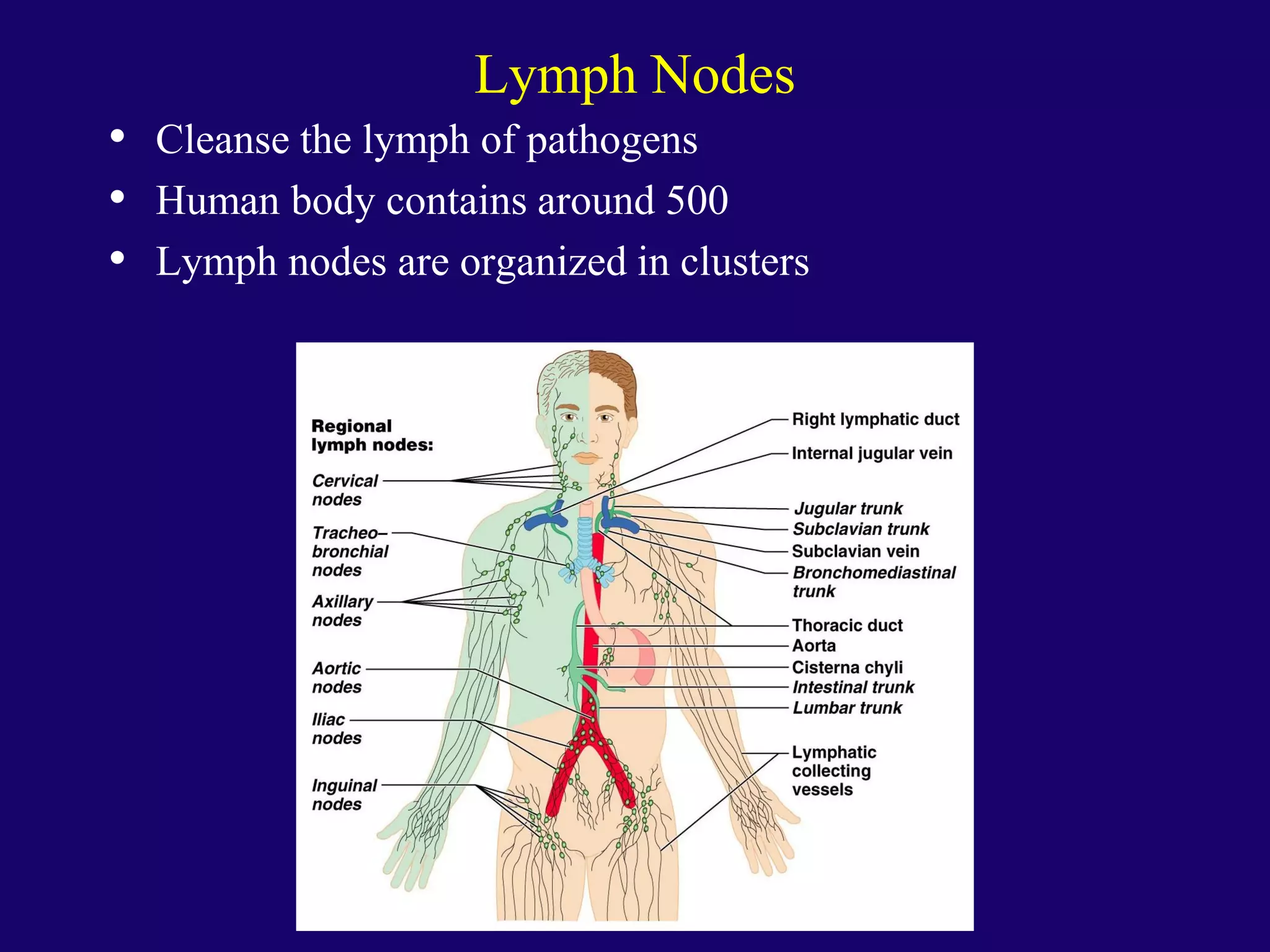 Lymphatic system - mypharmaguide | PPT