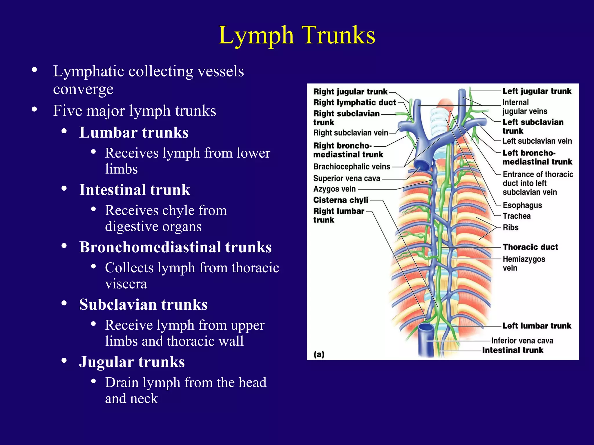 Lymphatic system - mypharmaguide | PPT
