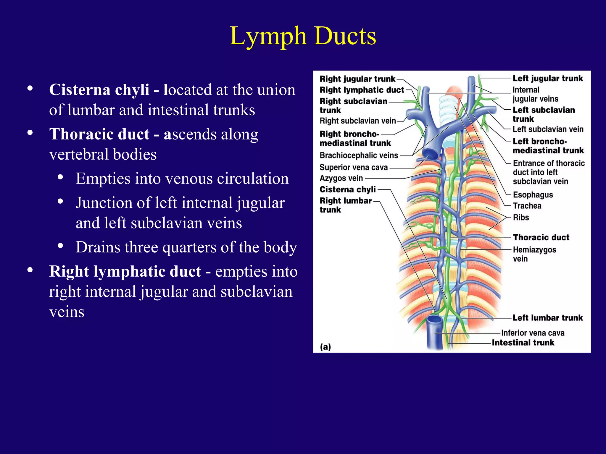 Lymphatic system - mypharmaguide | PPT
