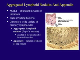 Lymphatic system - mypharmaguide | PPT