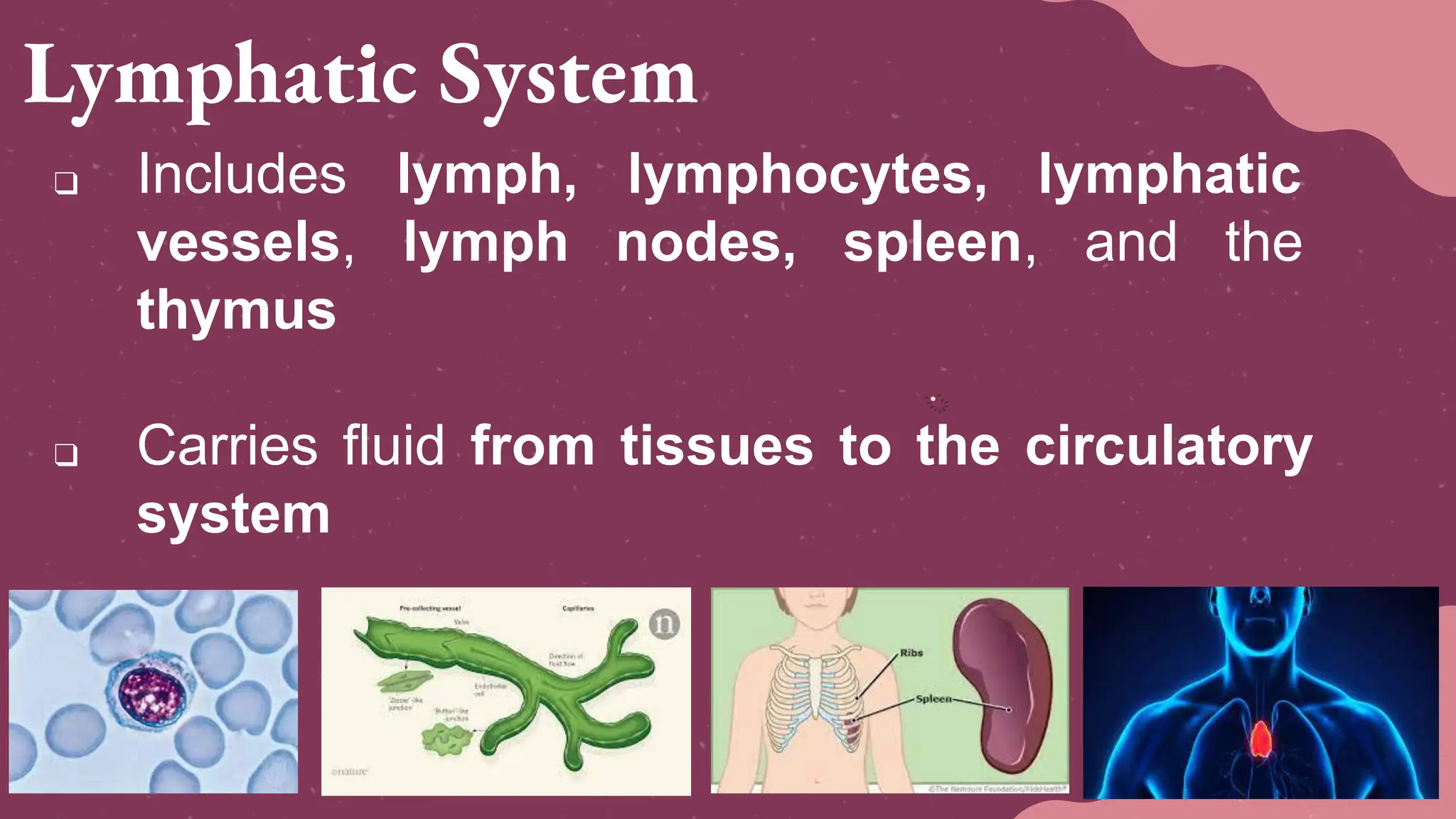 LYMPHATIC-SYSTEM, concepts, functions.pdf