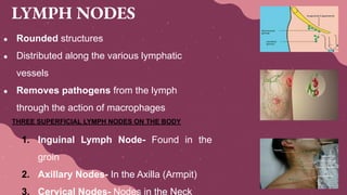 LYMPHATIC-SYSTEM, concepts, functions.pdf