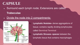 LYMPHATIC-SYSTEM, concepts, functions.pdf