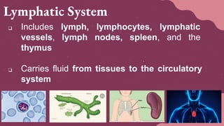 LYMPHATIC-SYSTEM, concepts, functions.pdf