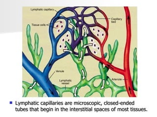 Lymphatic System | PPT