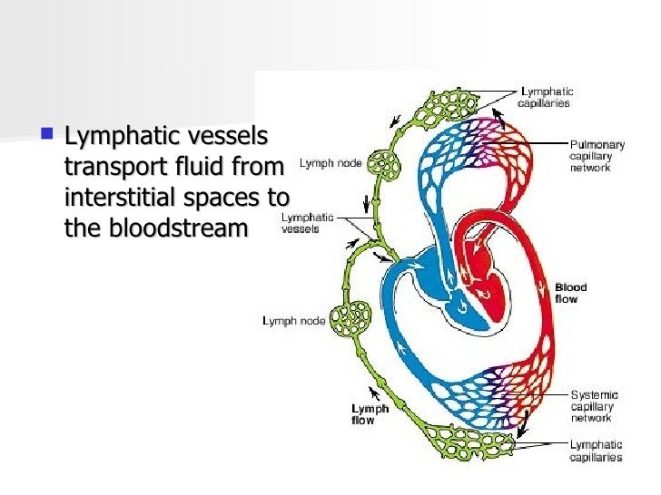 Lymphatic System