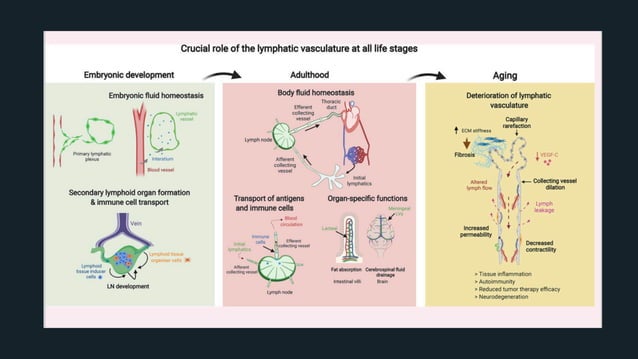lymphatic-system-development-ppt-presentation.pdf